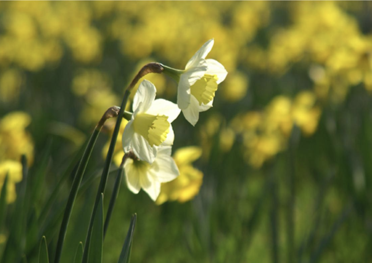 Falmouth Spring Flower Show