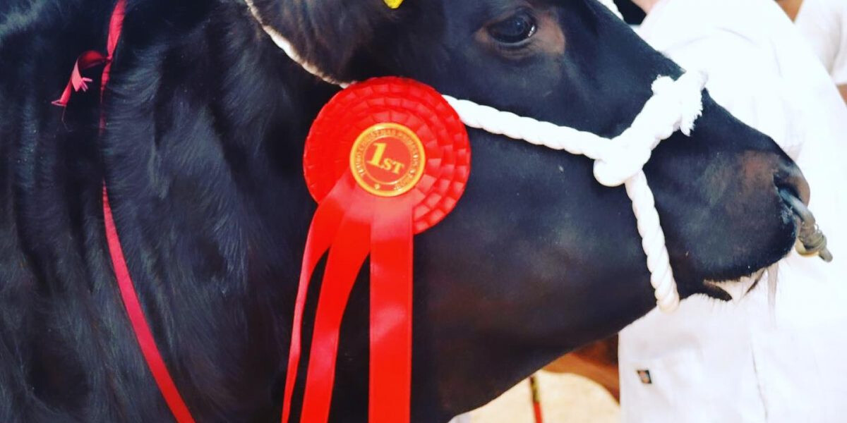 Truro Primestock Show