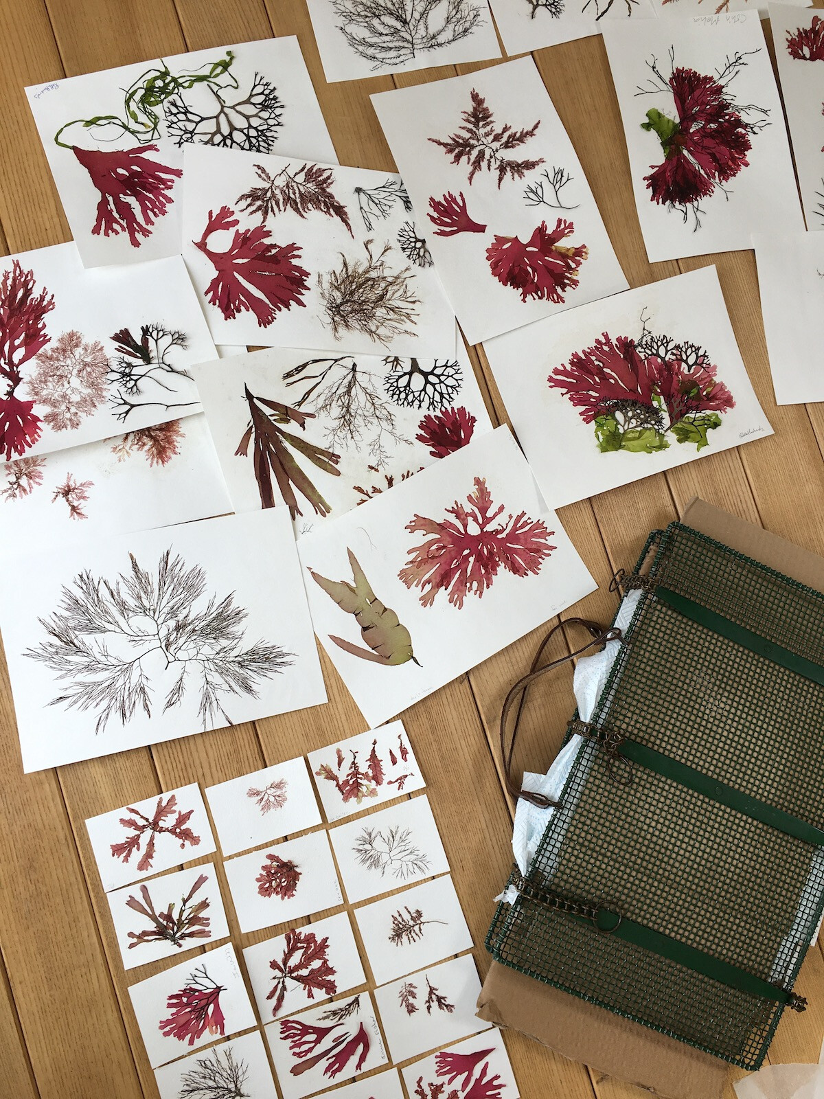Seaweed Pressing Workshop
