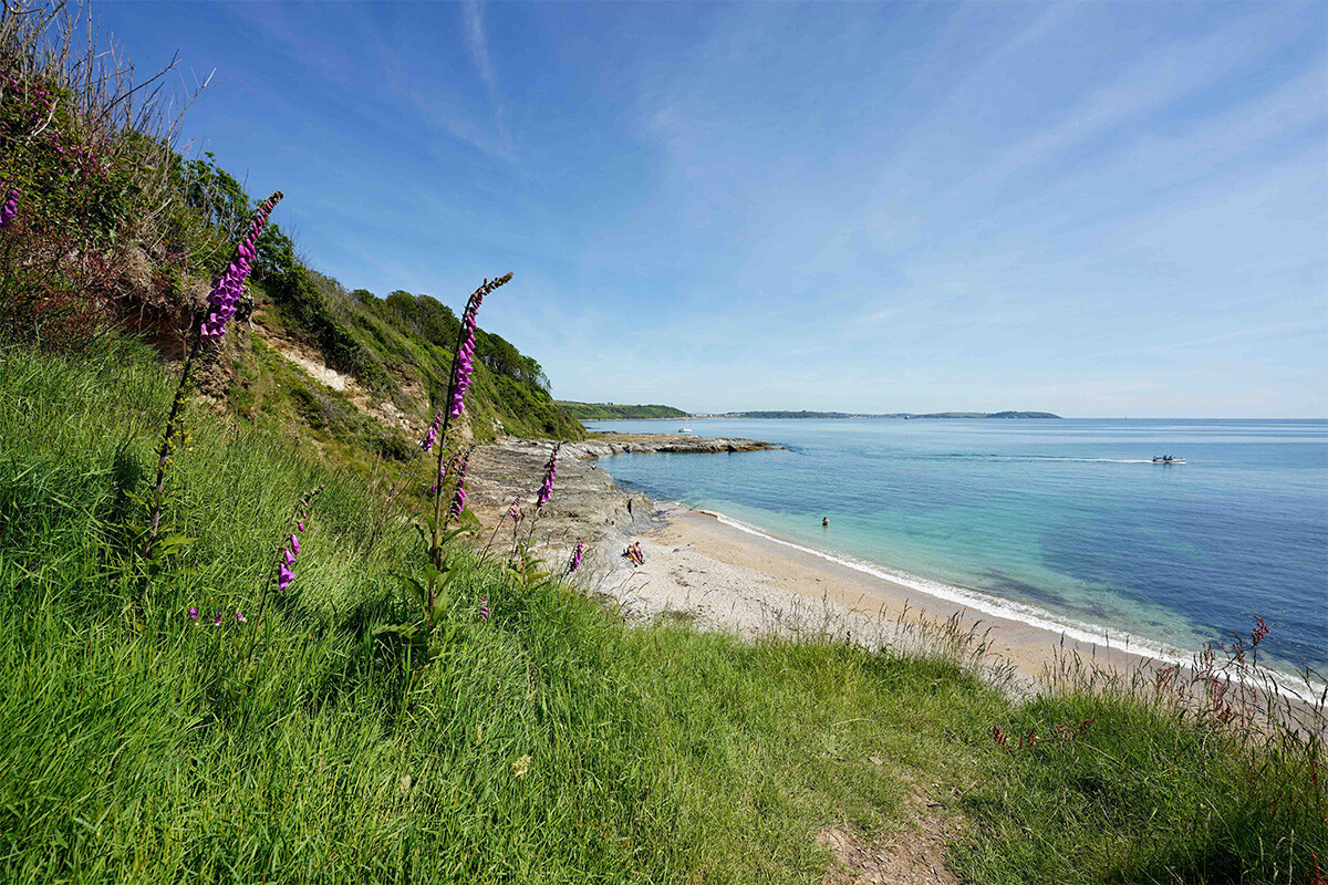 Coastal Foraging at The Cove